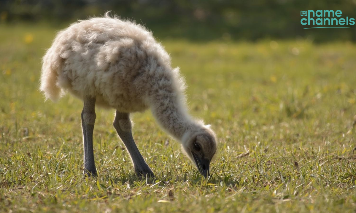 900+ Best Ostrich Names: Cute, Unique & Famous in 2026
